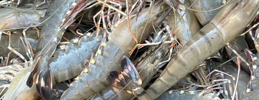 P. monodon and M. rosenbergii | Global Shrimp Forum